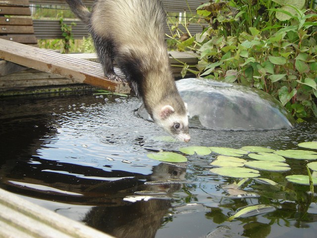 Wat zijn fretten? - Frettig Gestoord