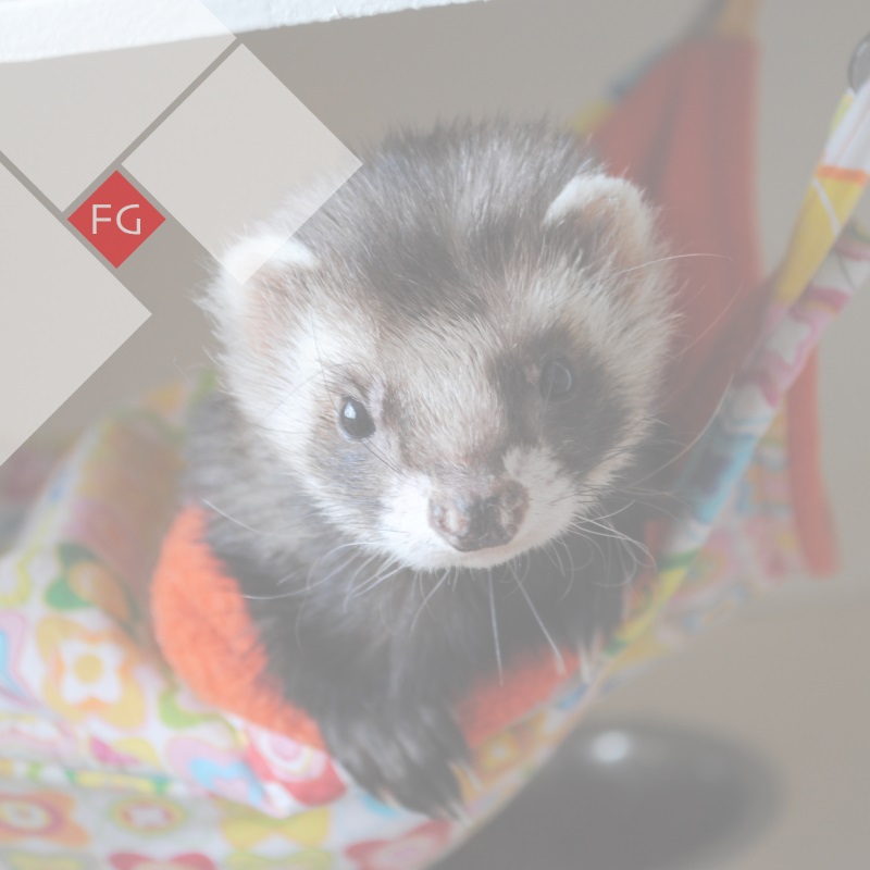 Welkom - Frettig Gestoord